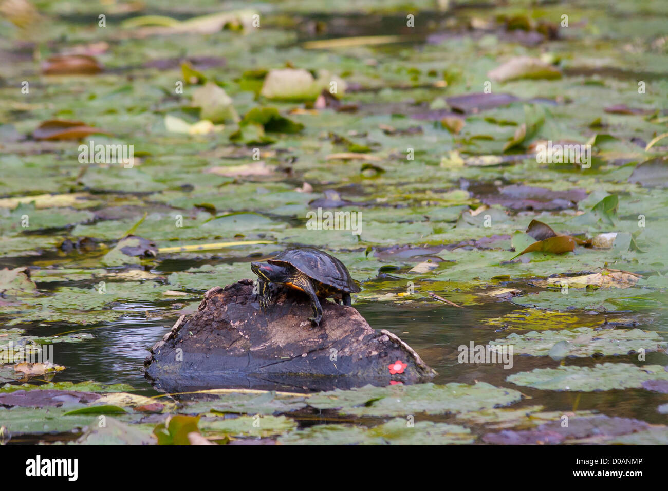Turtle on Rock in Lily Pond Stock Photo - Alamy
