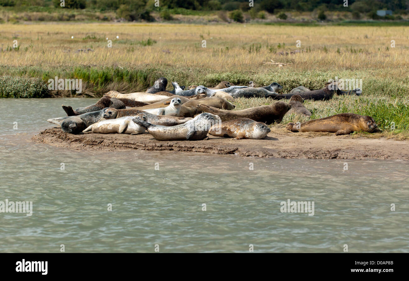 Common seal colony living at the estuary of the River Stour, Pegwell ...