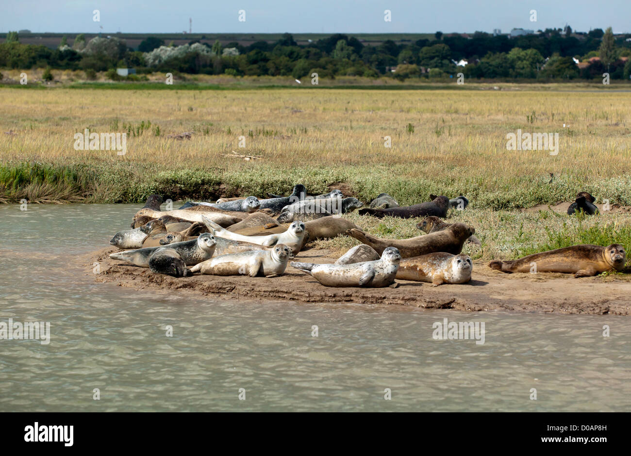 Common seal colony living at the estuary of the River Stour, Pegwell ...