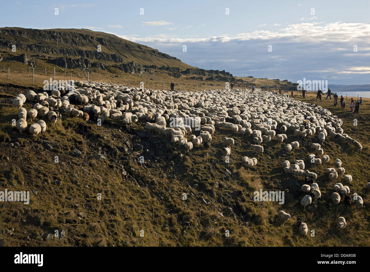 THE BIG ROUND-UP HERDS SHEEP (RETTIR IN ICELANDIC) ICELANDIC TRADITION ...