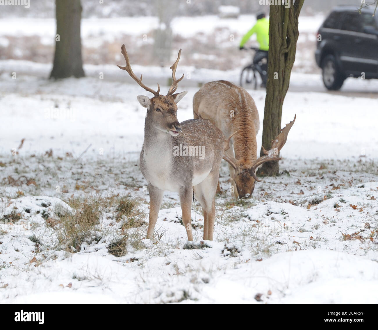 A deer is seen walking through a swy Richmond Park Sw scenes in ...