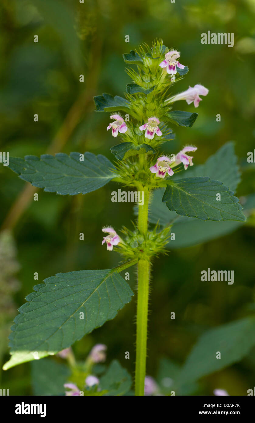 Common Hemp-nettle (Galeopsis tetrahit) in flower, close-up Stock Photo ...