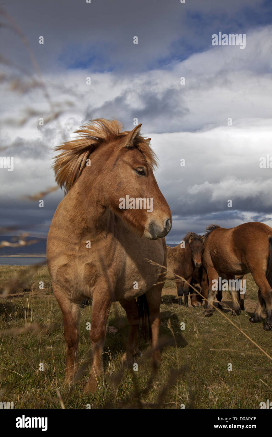 HERD OF ICELANDIC HORSES IN A PASTURE IN THE AREA AROUND DJUPADALUR ...