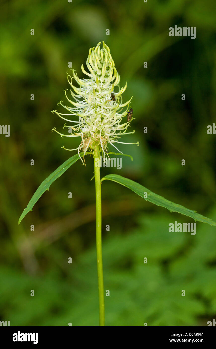 Spiked Rampion (Phyteuma spicatum) in flower, close-up. Very rare plant ...
