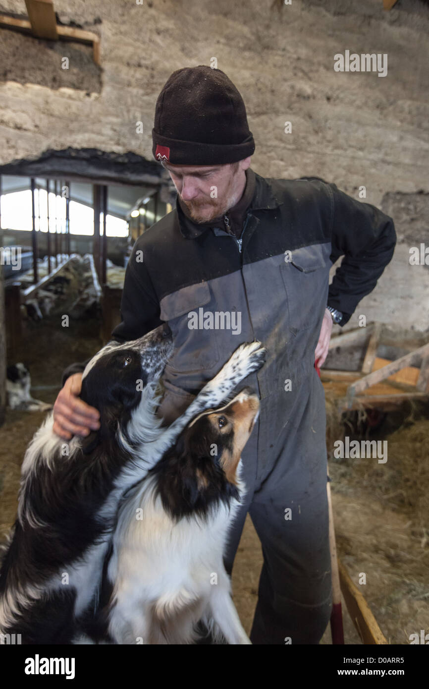 SHEPHERD AND HIS SHEEPDOGS IN HIS SHEEPFOLD NORTHWESTERN ICELAND EUROPE ...
