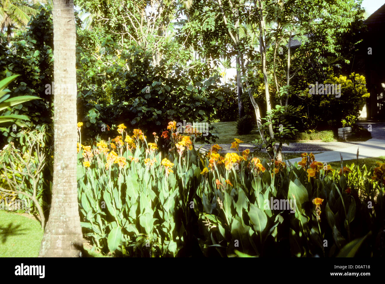 Figi Feb 1991 Digital Slide Conversions Raymond Burr Orchid Nursery ...