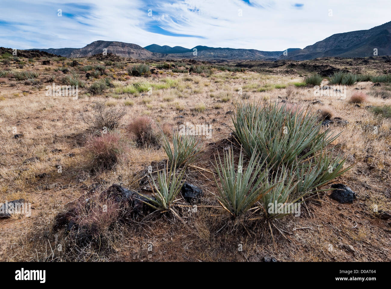 Canyon parashant hi-res stock photography and images - Alamy
