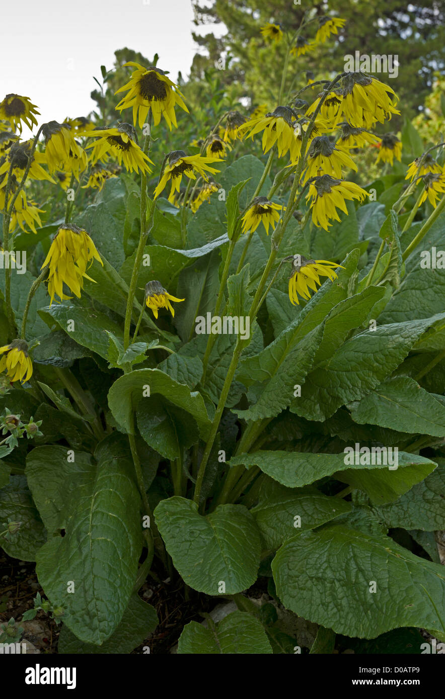 Himalayan daisies (Cremanthodium arnicoides) in flower Stock Photo - Alamy