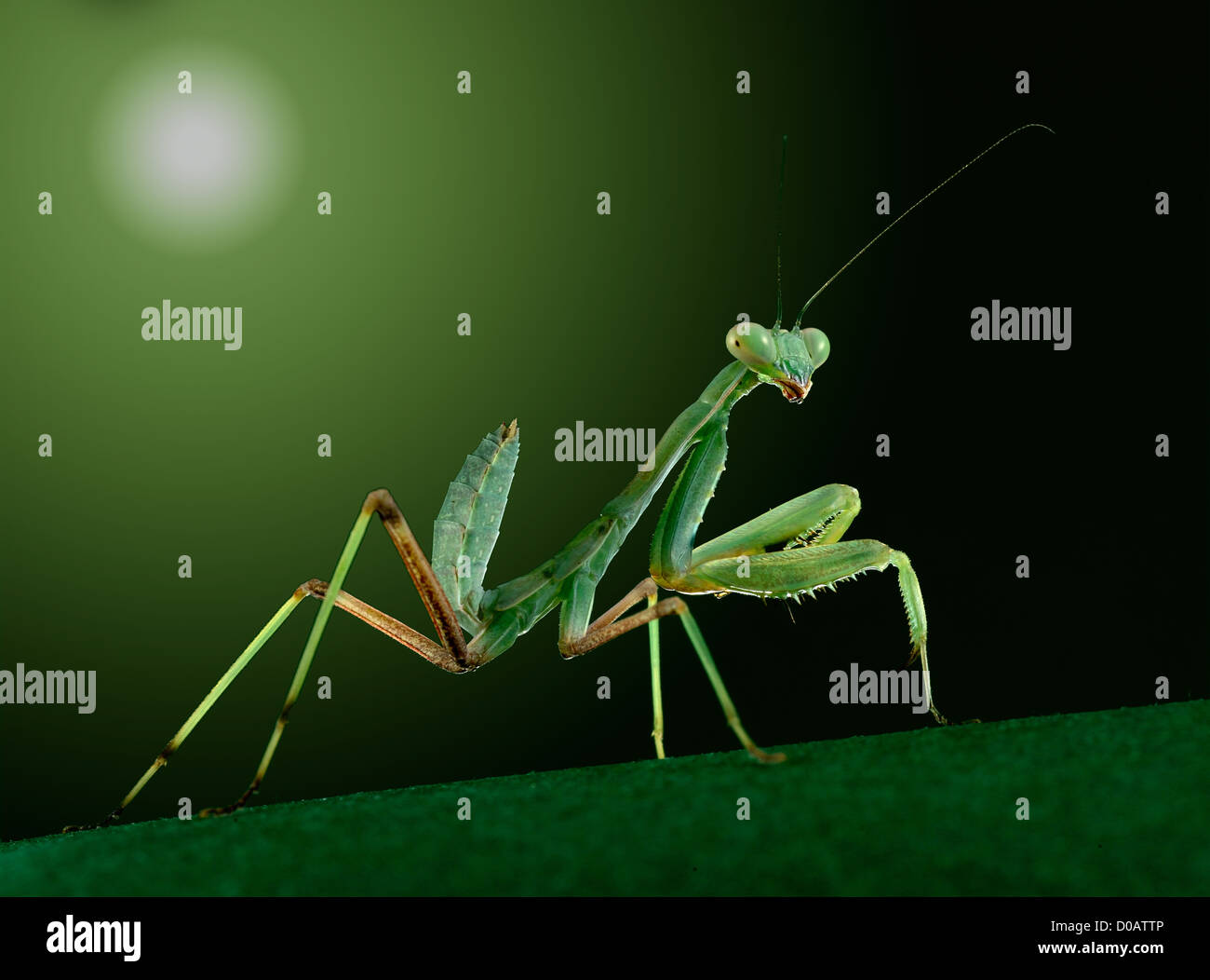 mantis with back light looking at camera Stock Photo - Alamy