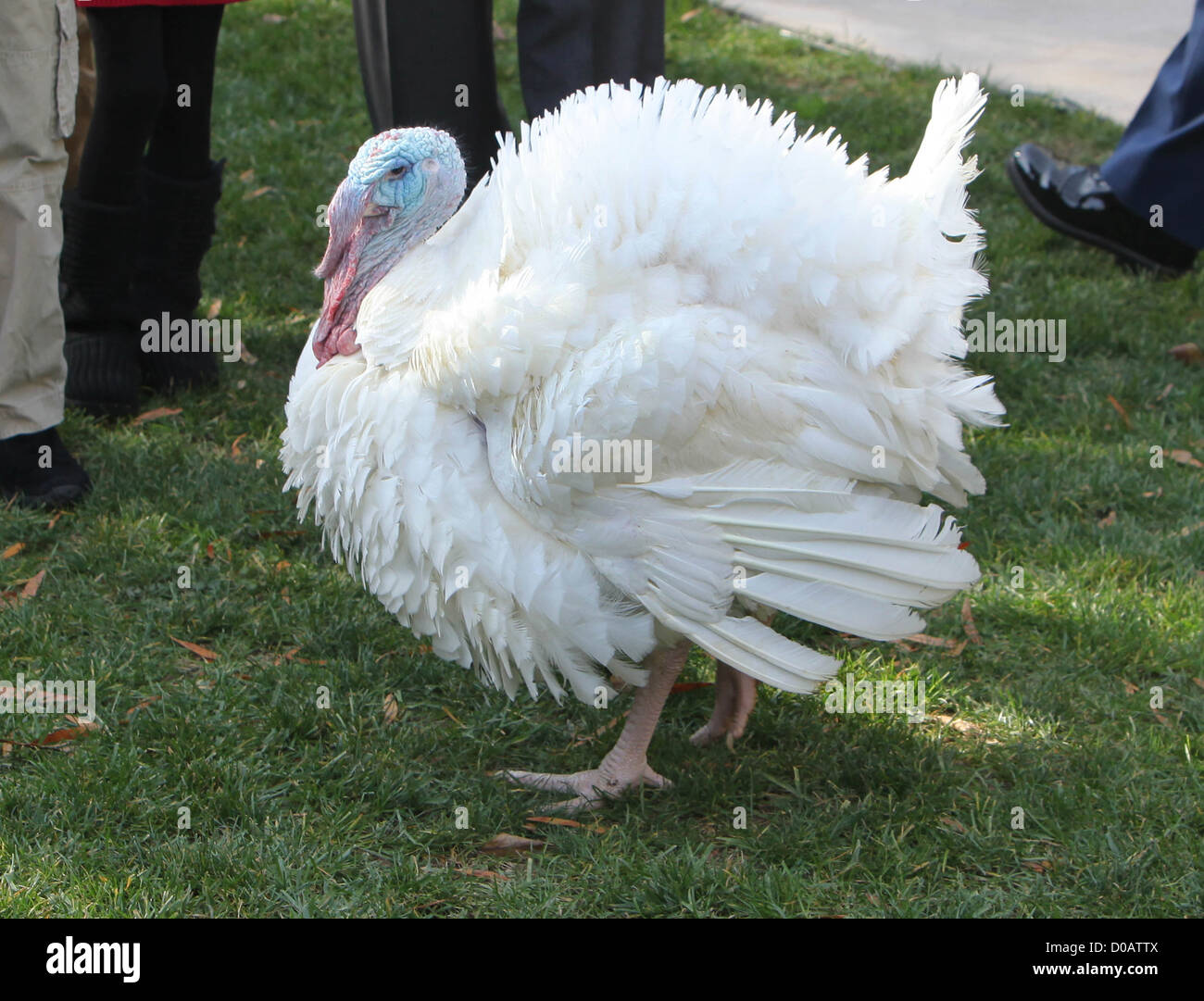 Apple President Barack Obama pardons Apple, the Thanksgiving Turkey in ...