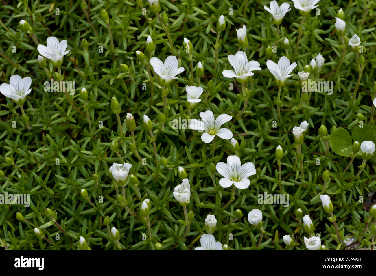 Minuartia High Resolution Stock Photography and Images - Alamy