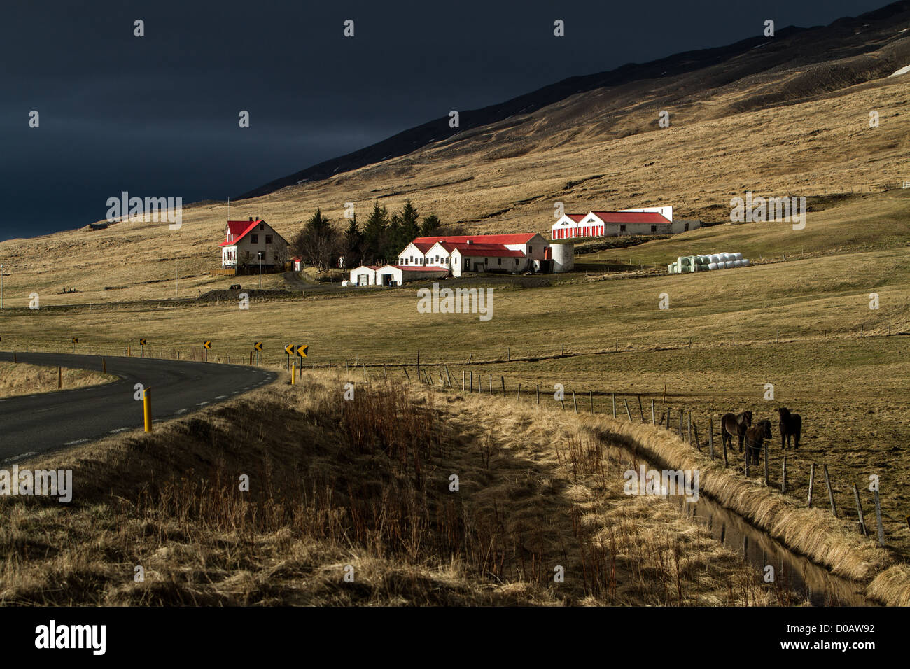FARM AND A HERD OF ICELANDIC HORSES NEAR A STREAM IN A VOLCANIC ...
