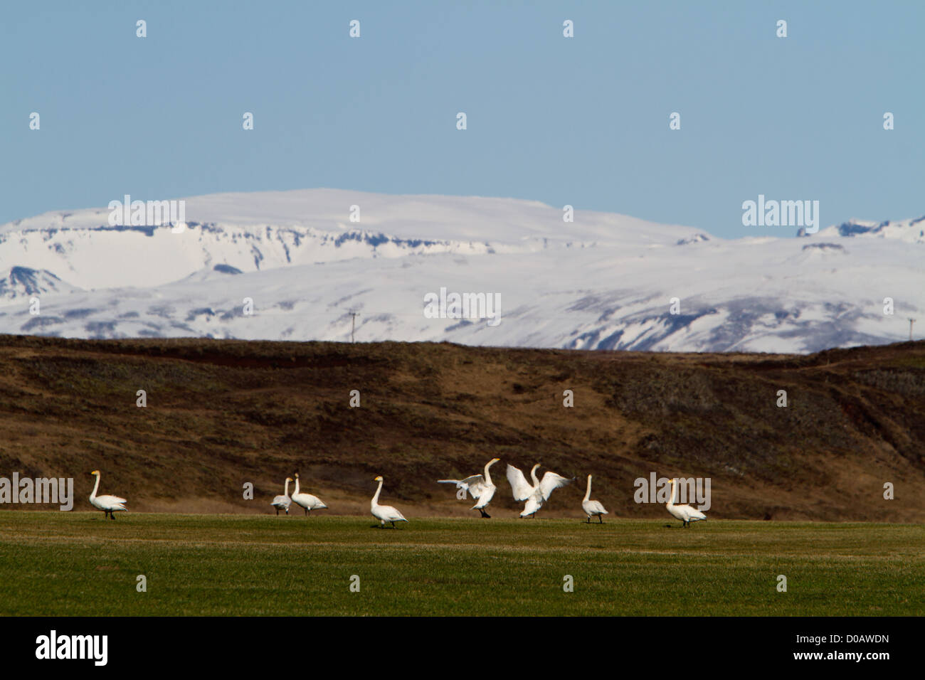 WILD GEESE SOUTHWEST ICELAND EUROPE Stock Photo - Alamy