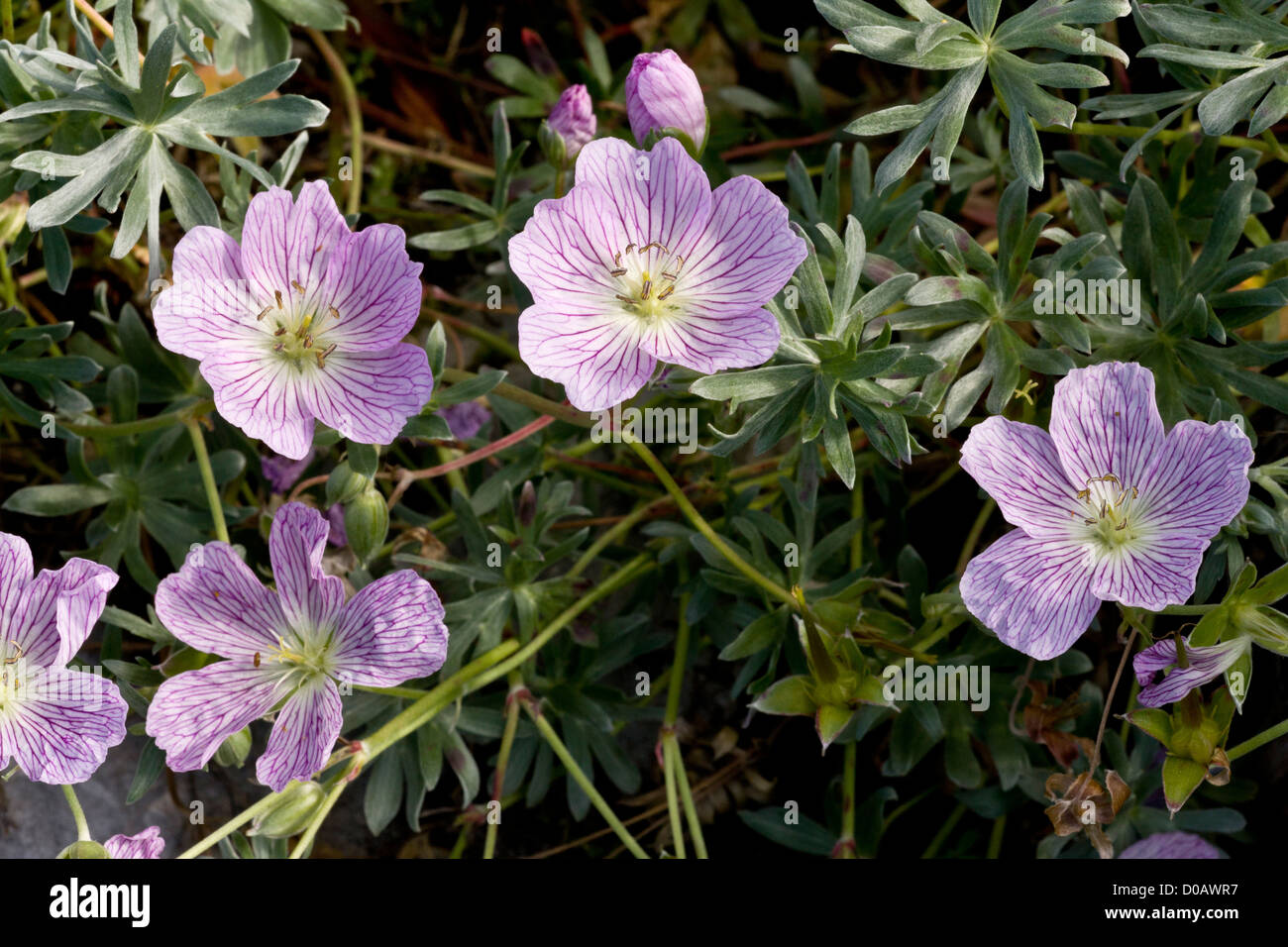 Silvery Cranesbill (Geranium argenteum) on limestone, close-up, Italian ...