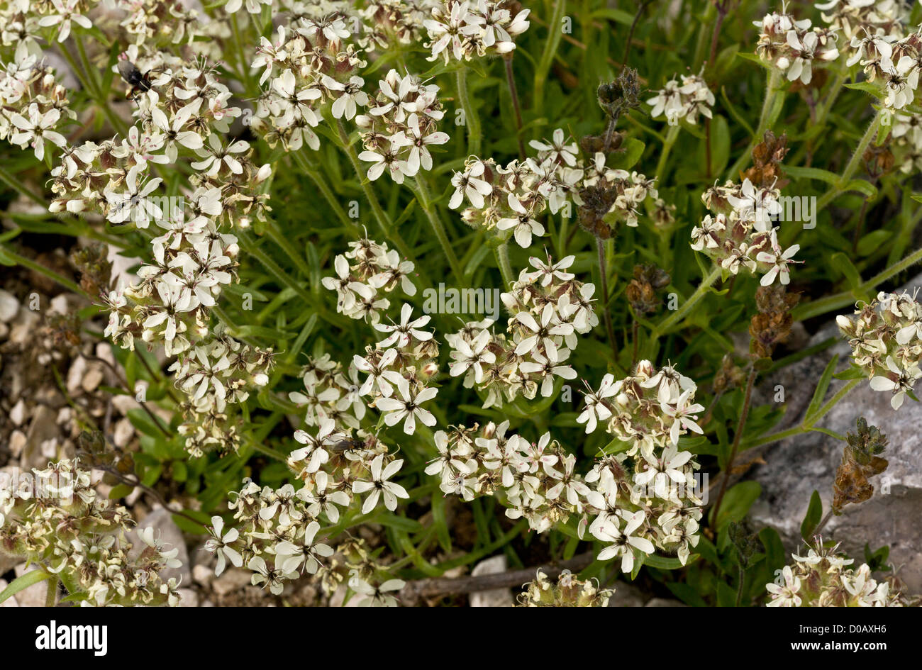 Yellow Soapwort (Saponaria lutea) alpine flower, German Alps Stock ...