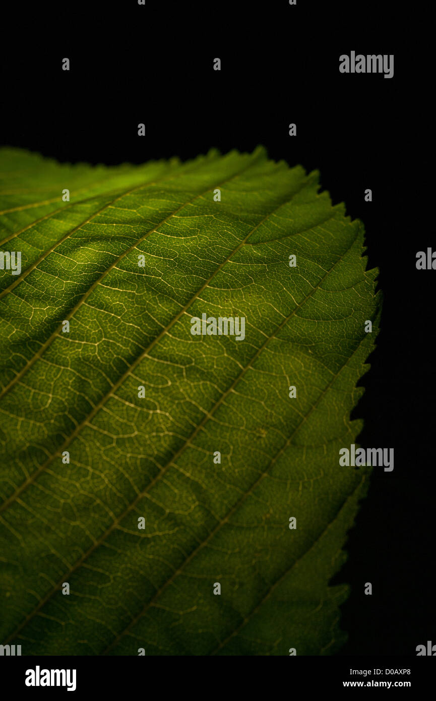 Half blade hi-res stock photography and images - Alamy