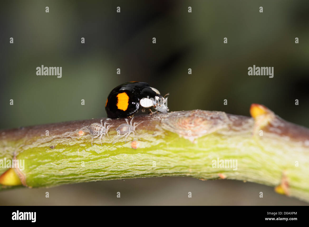 Ladybird eats aphids while others pass by Stock Photo - Alamy