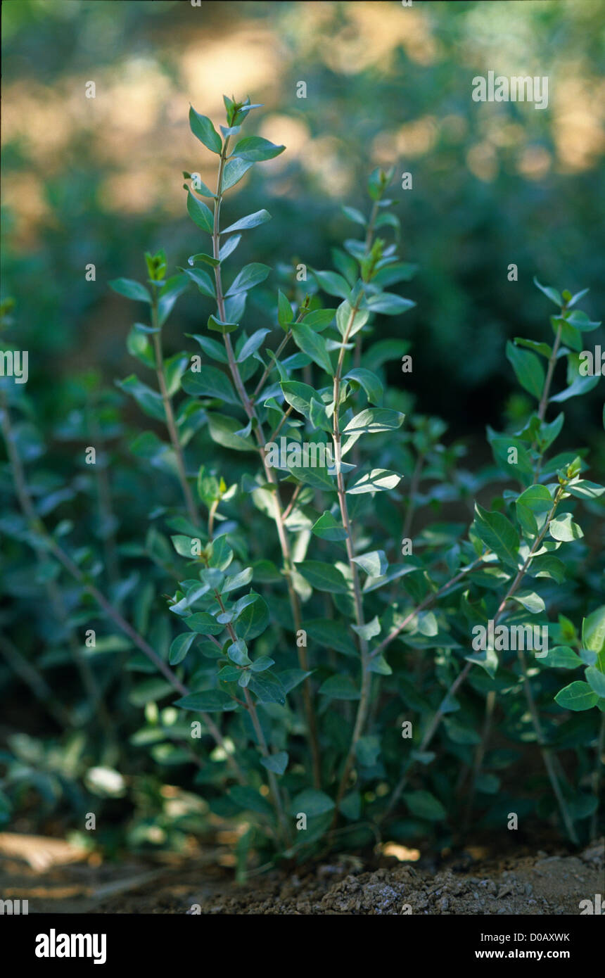 Natural Henna Plant High Resolution Stock Photography and Images - Alamy