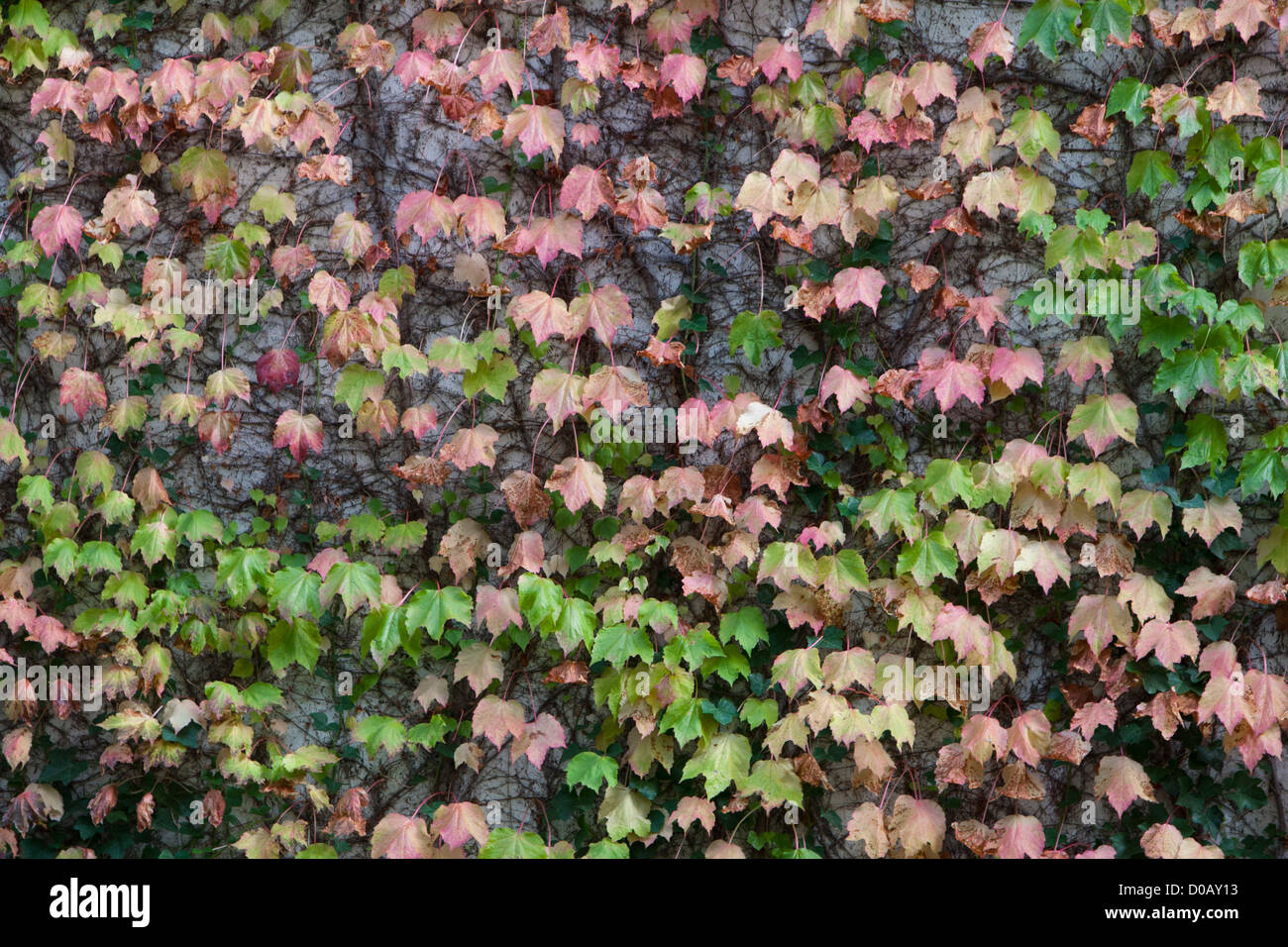 Green leaves turning red during autumn hi-res stock photography and ...