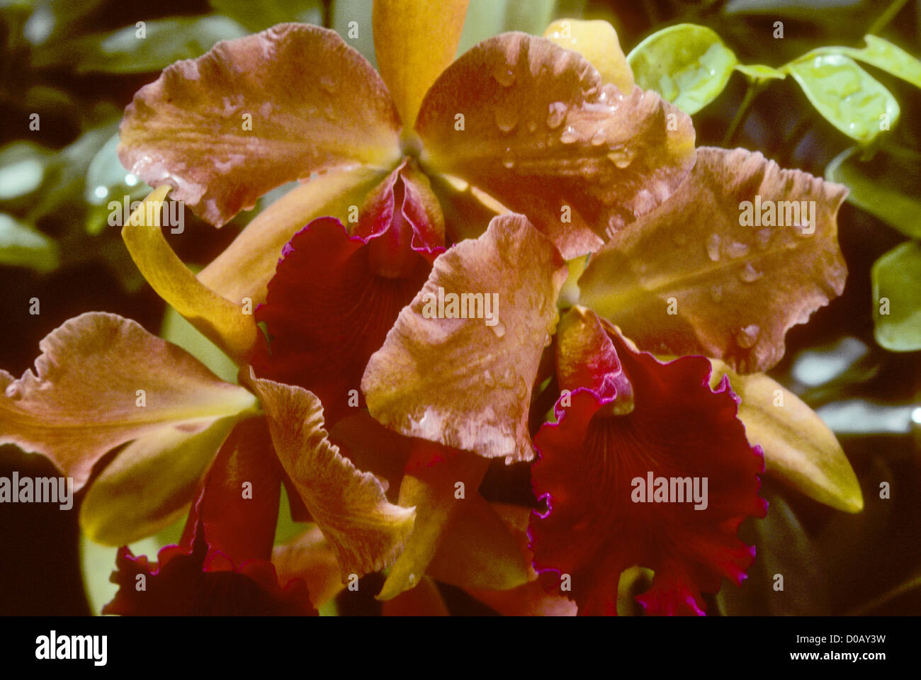 Figi Feb 1991 Digital Slide Conversions Raymond Burr Orchid Nursery ...