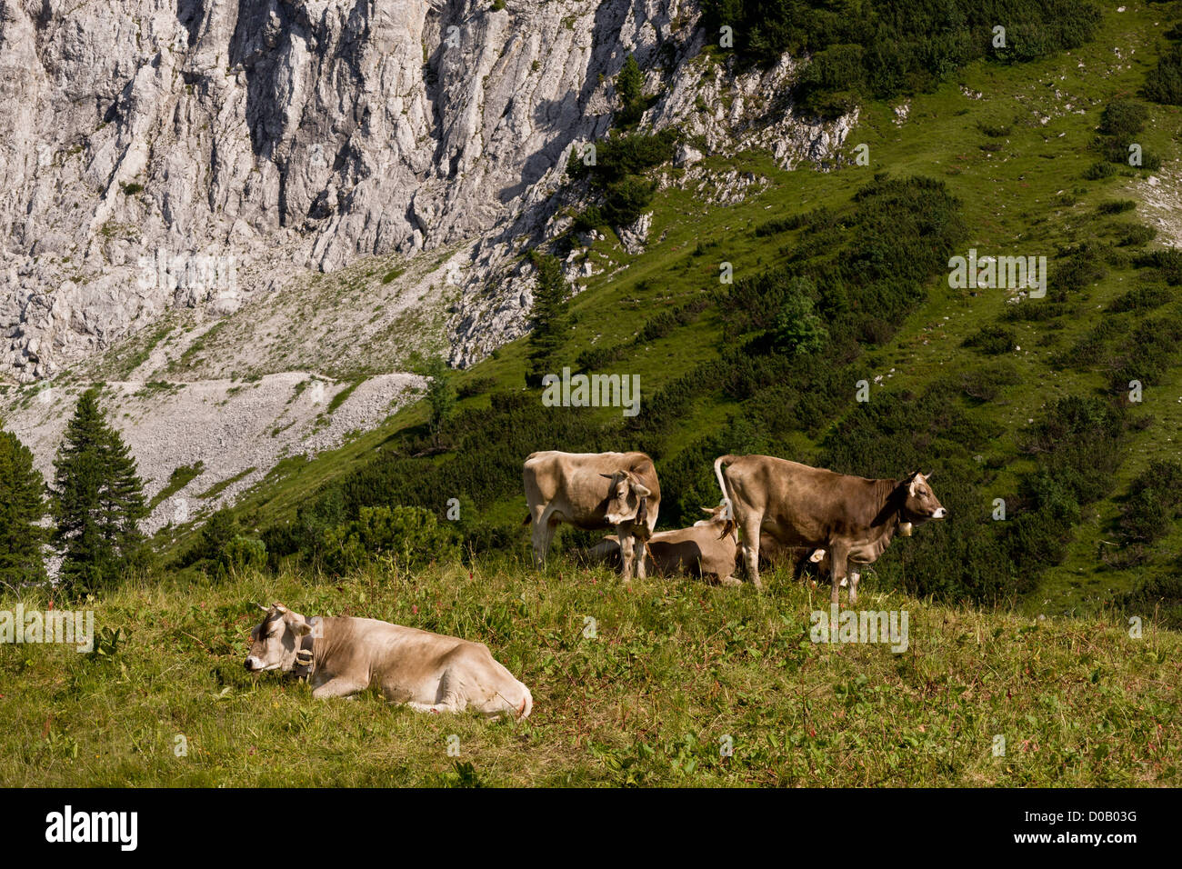 Cattle grazing in high alpine pastures on limestone, in the central ...