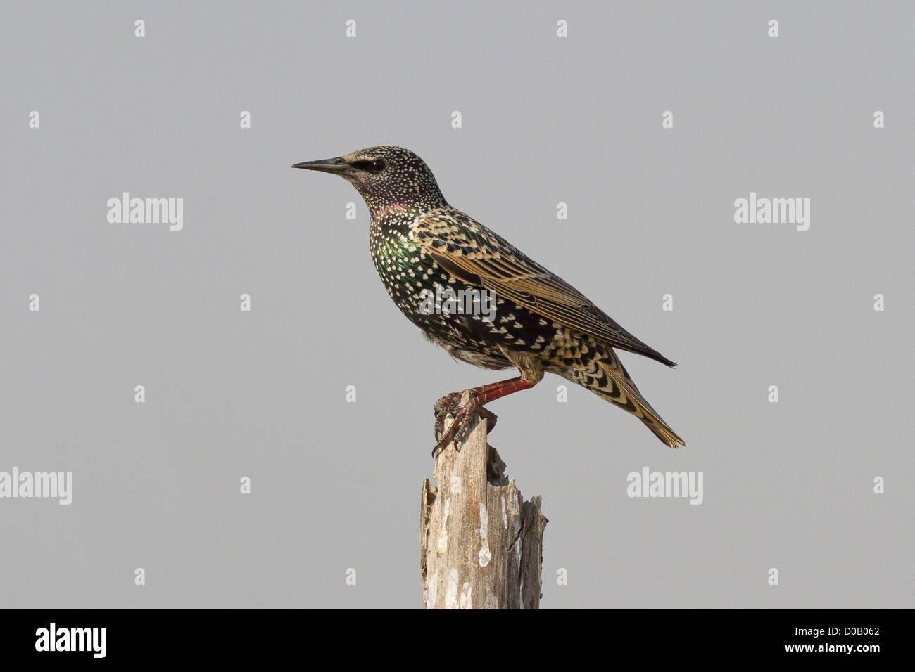 Common starling eye hi-res stock photography and images - Alamy