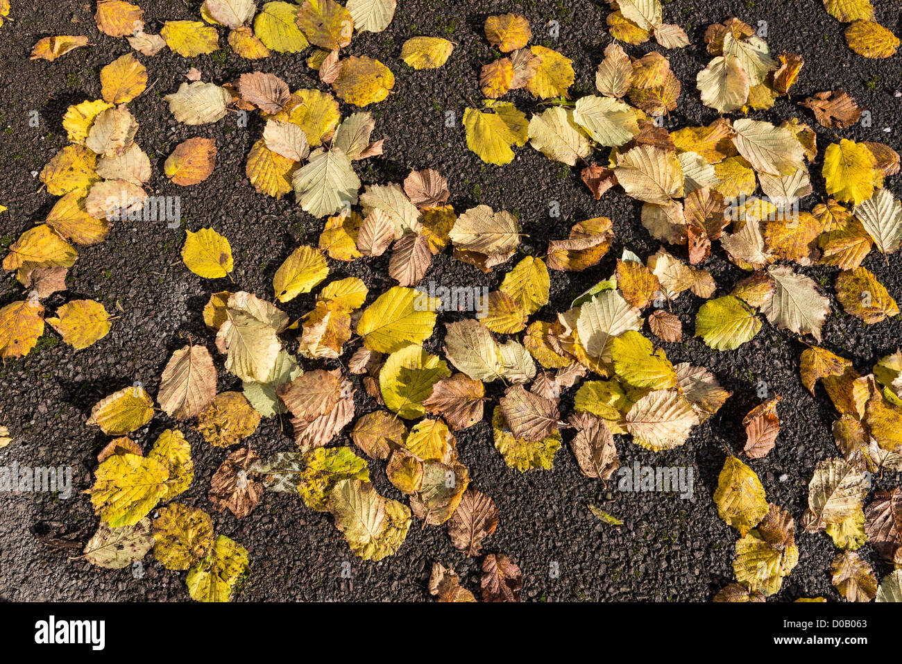 Fallen golden Autumn leaves from hazel tree on road. England UK Stock ...