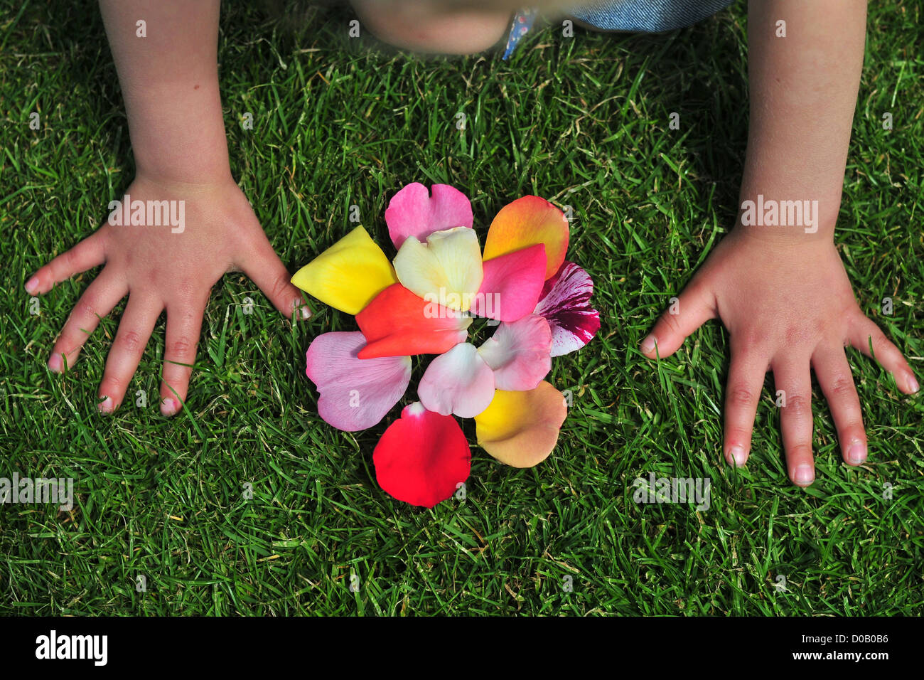 PETALS FROM THE DIFFERENT VARIETIES OF ROSES IN THE GARDENS OF THE ...