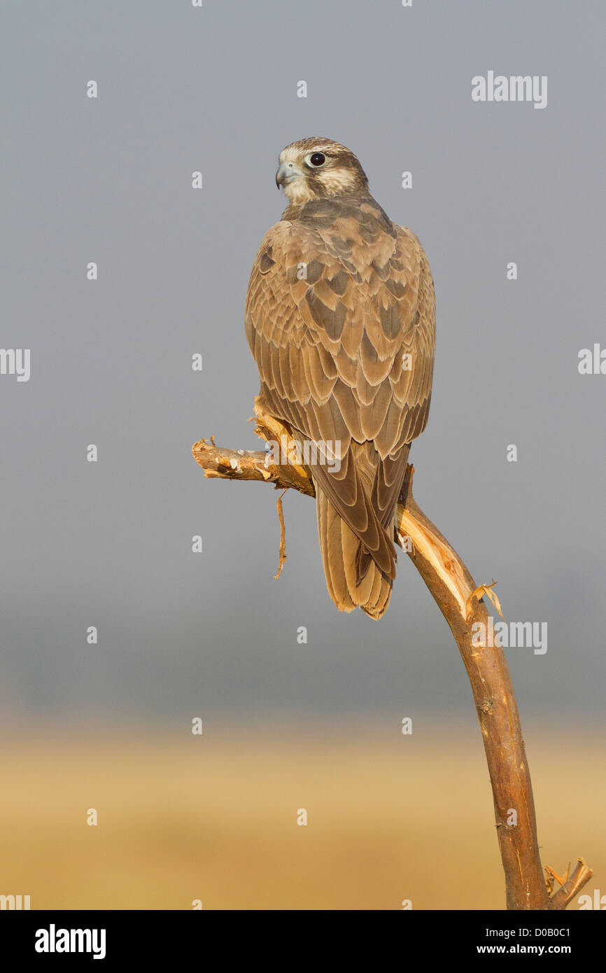 Laggar Falcon (Falco jugger) on a perch at Taal Chhappar, Rajasthan ...