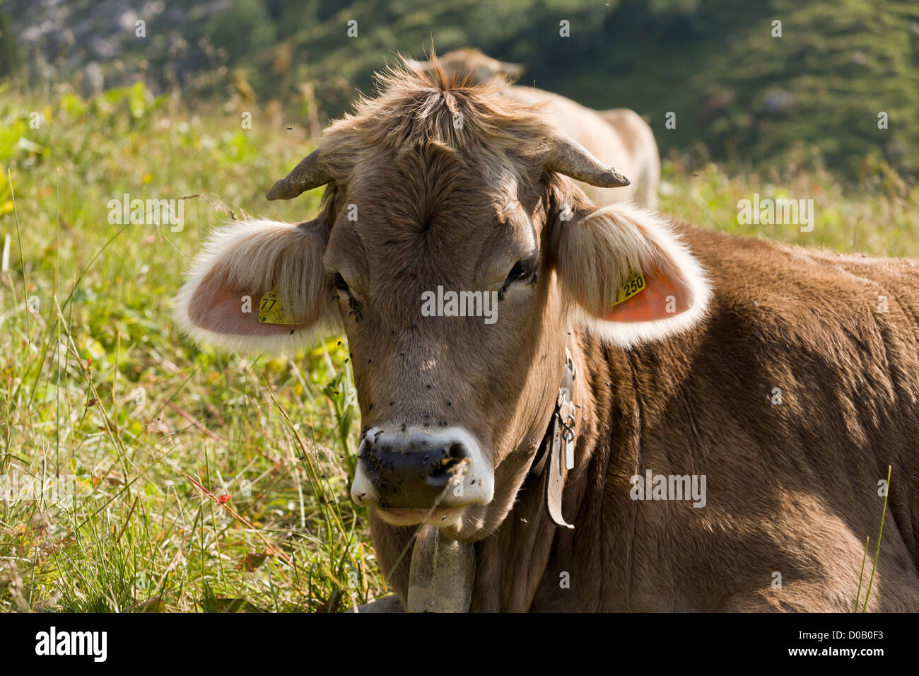 Cattle grazing in high alpine pastures on limestone, in the central ...