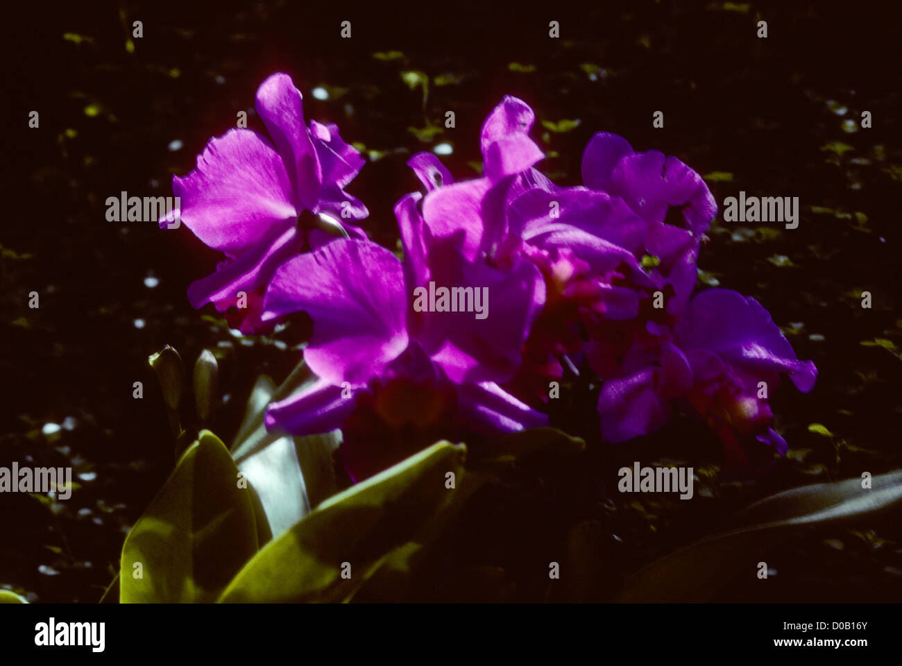 Figi Feb 1991 Digital Slide Conversions Raymond Burr Orchid Nursery ...