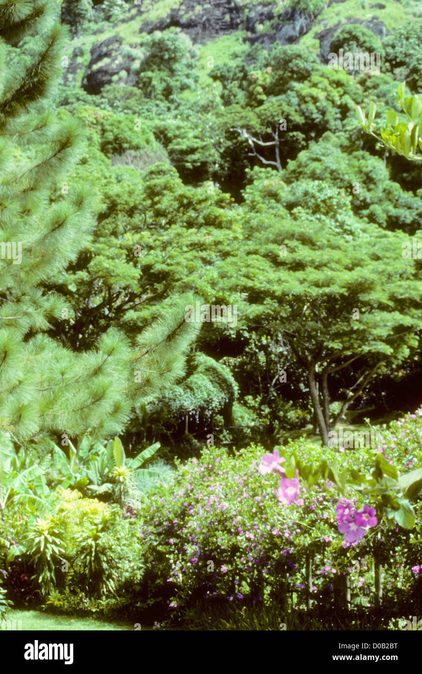 Figi Feb 1991 Digital Slide Conversions, Raymond Burr Orchid Nursery ...
