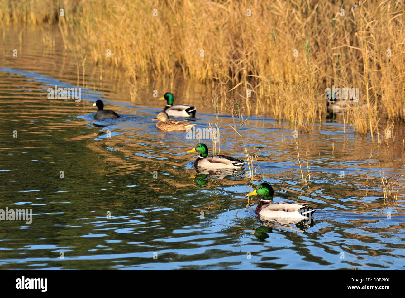 MALLARD DUCKS (ANAS PLATYRHYNCHOS) IN THE WATER FRANCE Stock Photo - Alamy