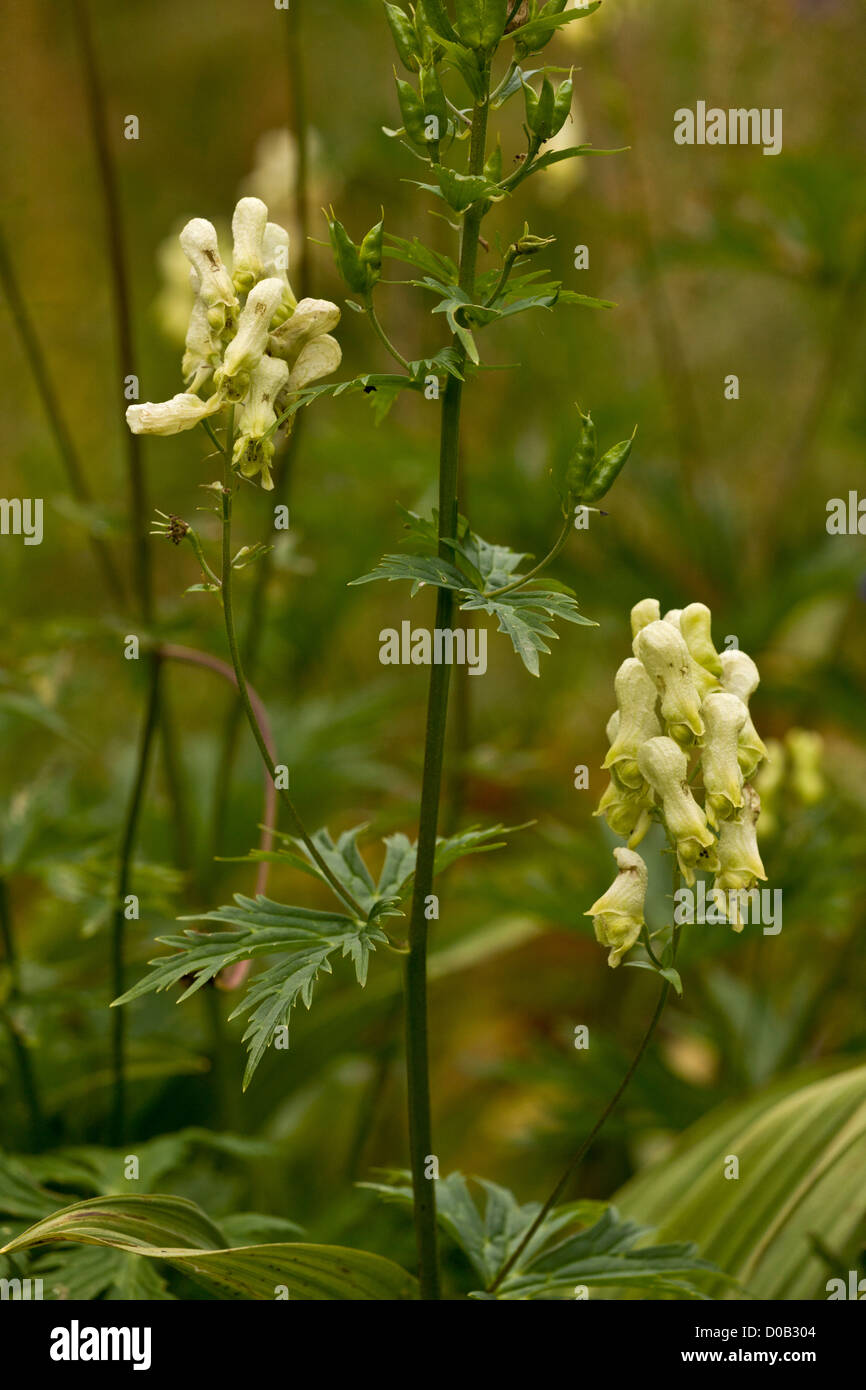 Yellow Wolfsbane Poison
