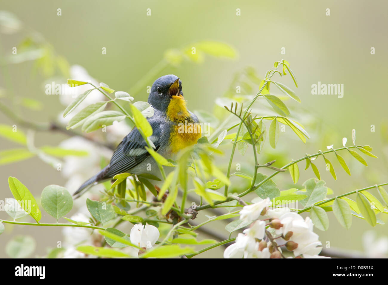 Northern parula warbler warblers perching singing in Black Locust ...