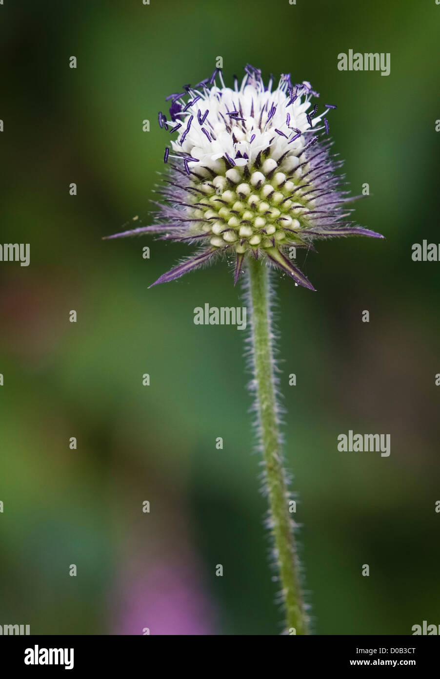 A close up of a white thistle with a blurred background Stock Photo - Alamy