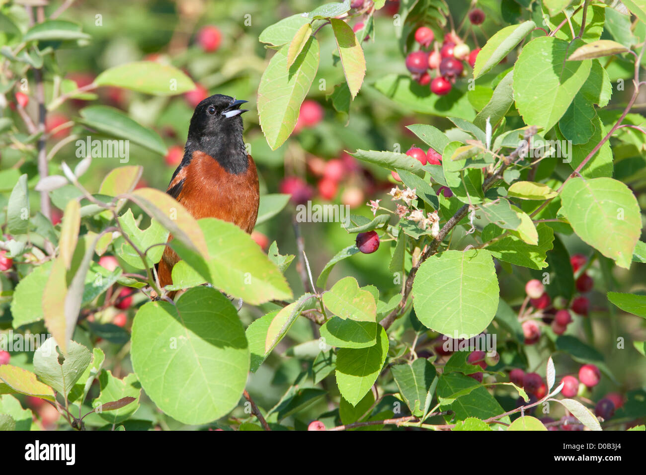 Singing birds in the tree hi-res stock photography and images - Alamy