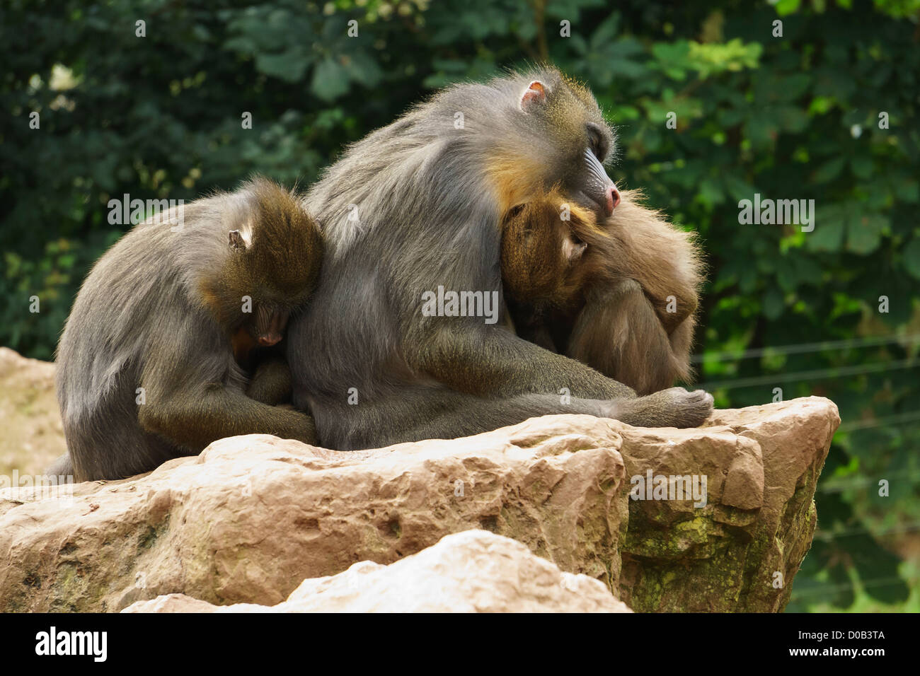 Sleeping Baboons High Resolution Stock Photography and Images - Alamy