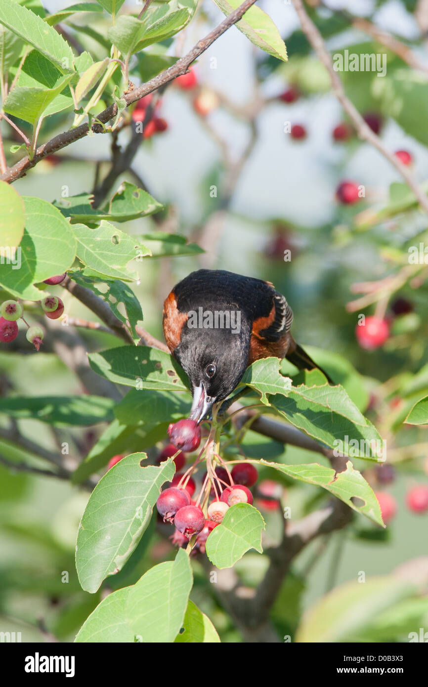 Orchard Oriole Eating Serviceberry vertical Stock Photo - Alamy