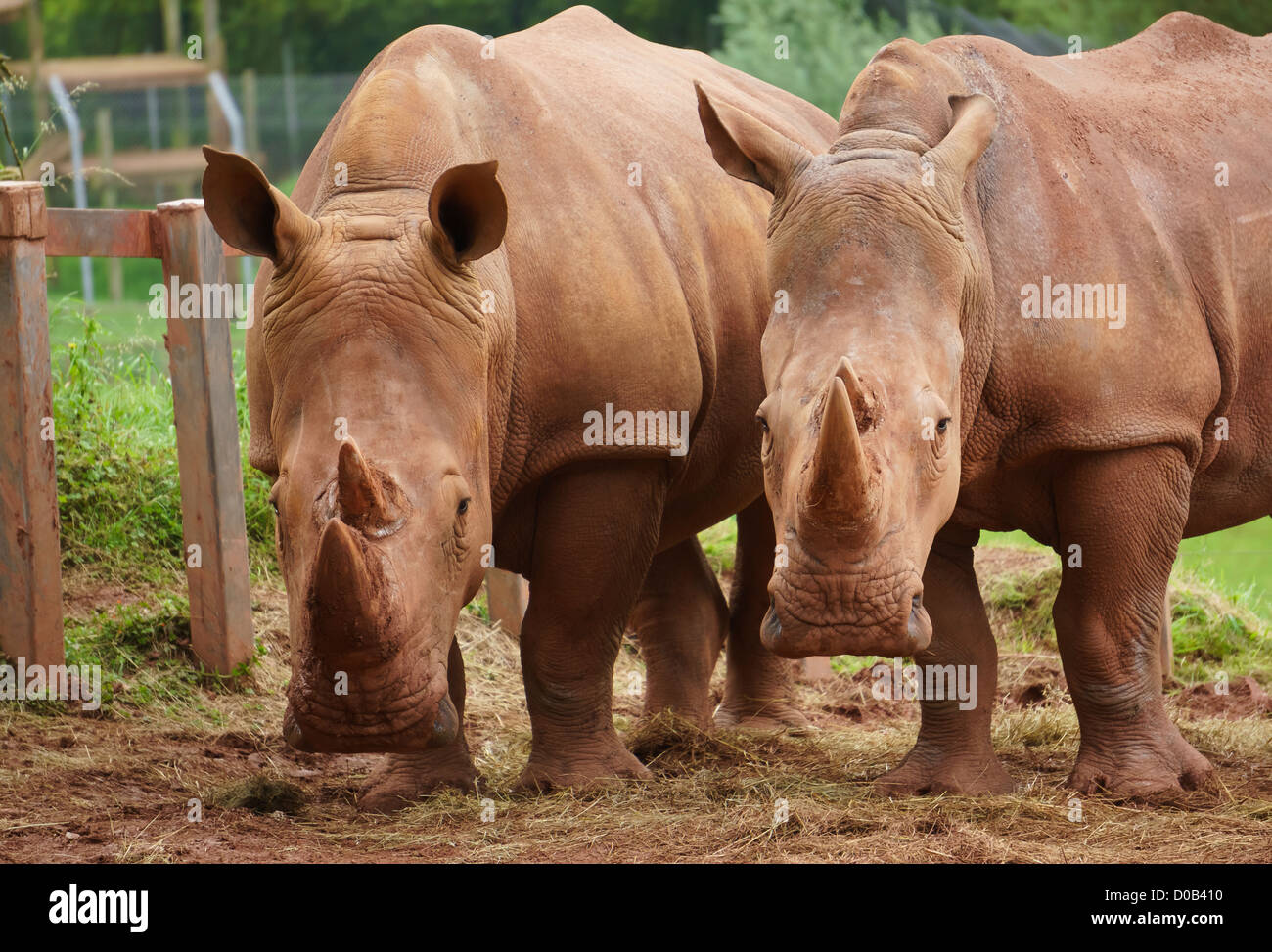 White Rhino's at the Lake District Animal Park Stock Photo - Alamy