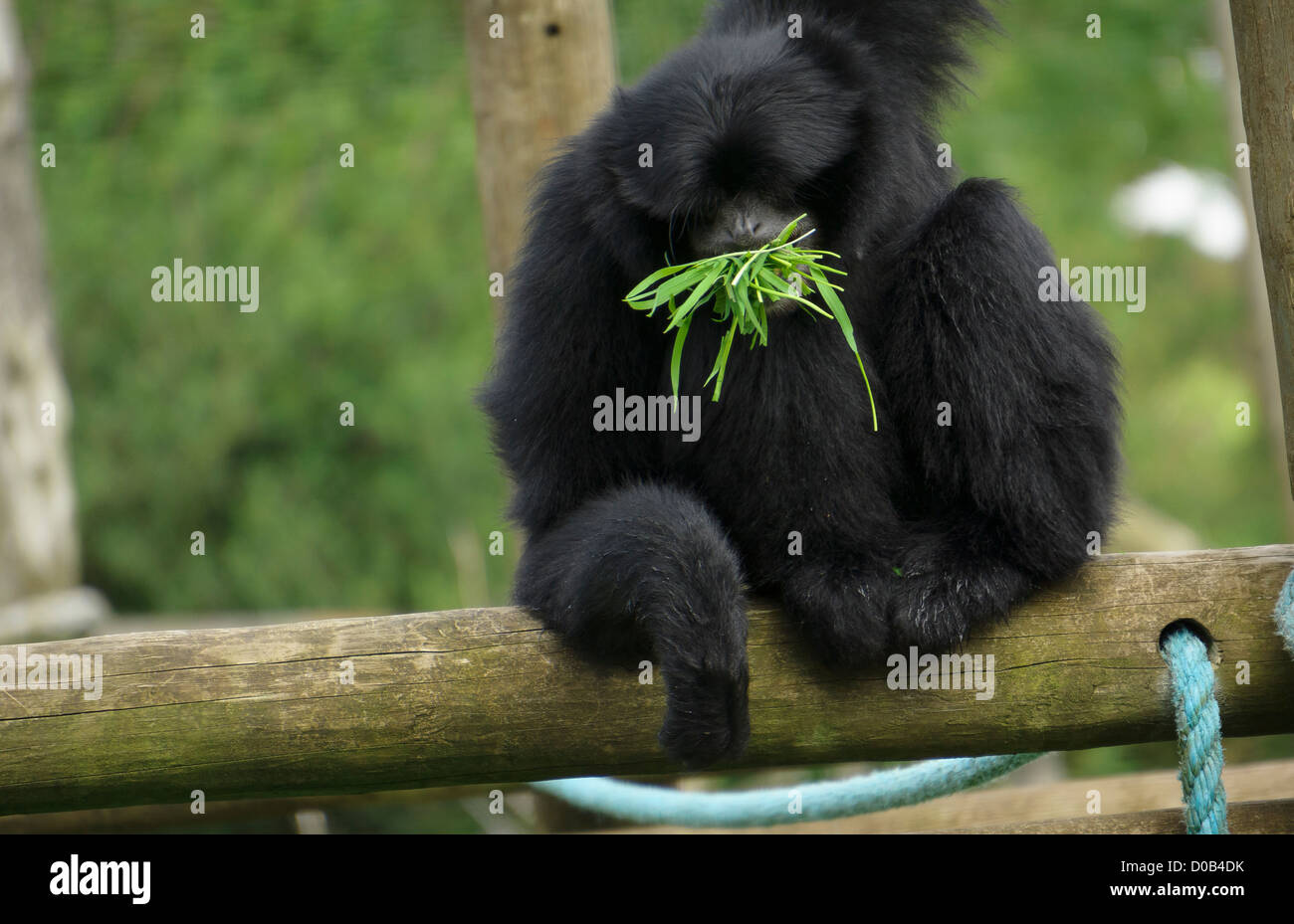 A Siamang gibbon sat eating some grass at the Lake District Wild Animal ...