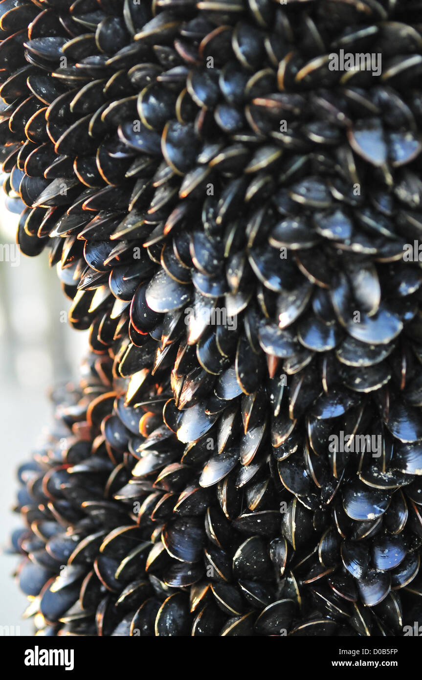 DETAIL OF A MUSSEL BED MUSSEL FARMING QUEND SOMME (80) FRANCE Stock ...