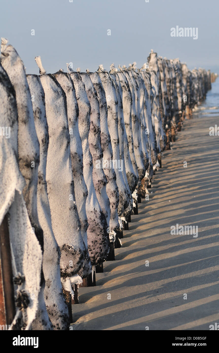 YOUNG MUSSELS SPAT HELD ON THEIR PICKETS BY A NET MUSSEL FARMING QUEND ...