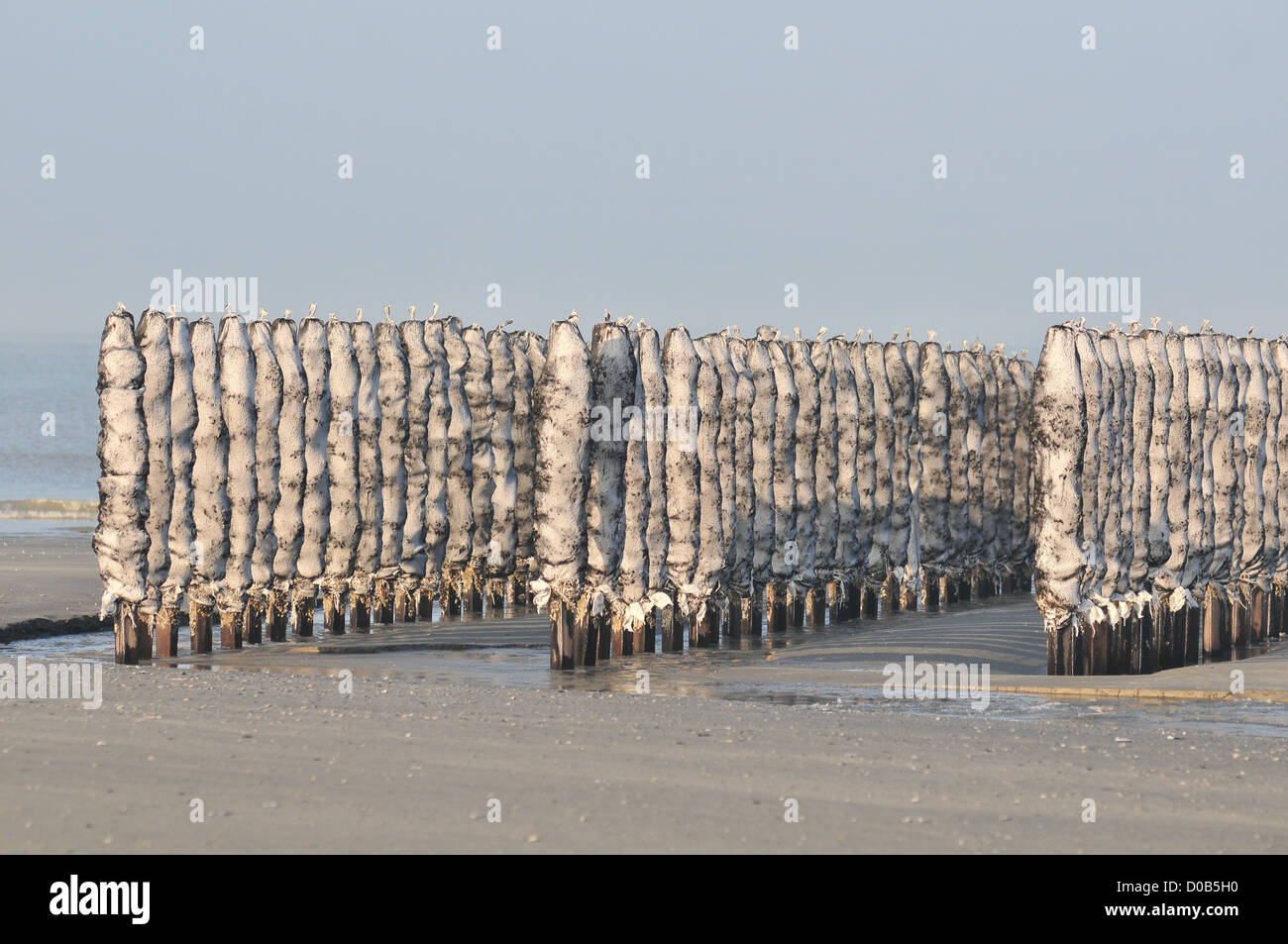 YOUNG MUSSELS SPAT HELD ON THEIR PICKETS BY A NET MUSSEL FARMING QUEND ...