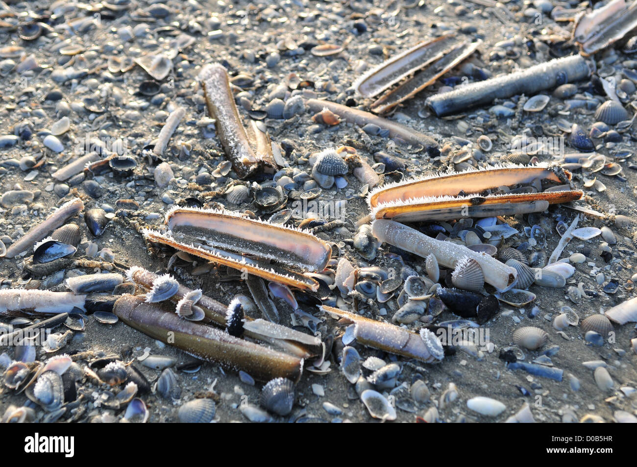 RAZOR SHELLS WASHED UP ON THE BEACH AT LOW TIDE CAYEUX-SUR-MER BAY OF ...