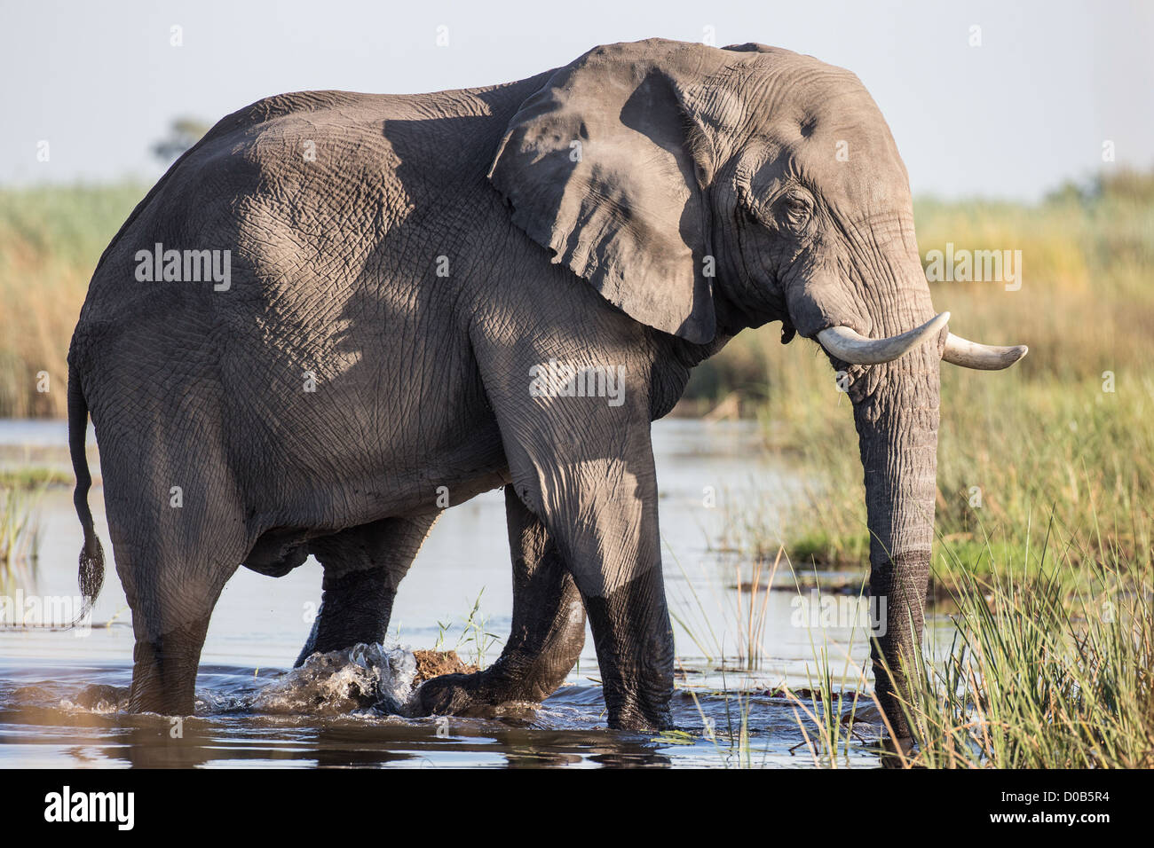 African elephant (loxodonta africana) in the Mamili National Park ...