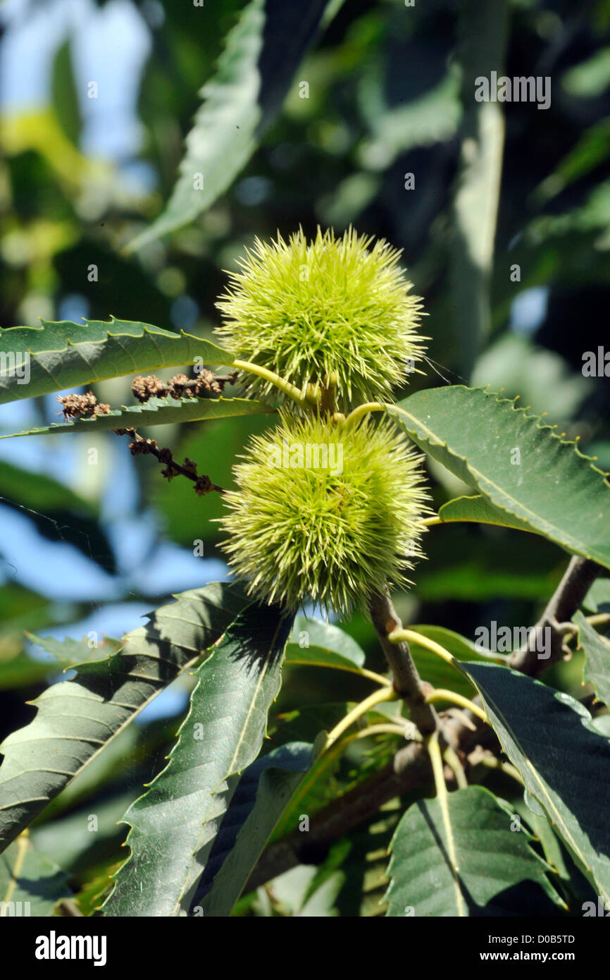 Chestnut trees castanea sp hi-res stock photography and images - Alamy