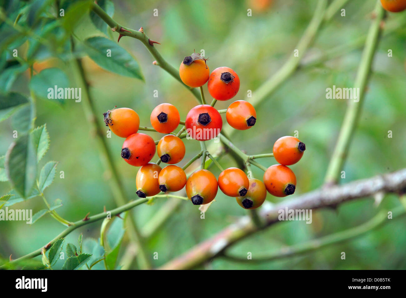 Rose hip bird hi-res stock photography and images - Alamy