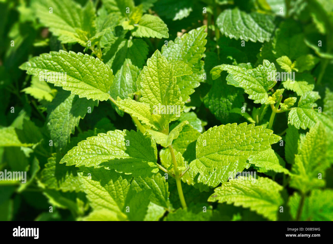 Lemon verbena lippia citriodora aloysia hi-res stock photography and ...