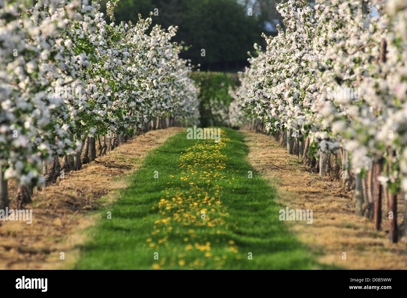 FLOWERING APPLE TREES ORCHARD IN SPRING VRON SOMME (80) FRANCE Stock ...